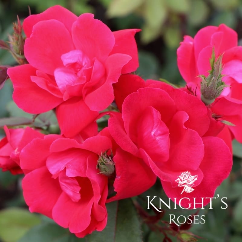 Knock Out® - BUY THIS ROSE ONLINE - Knight's Roses Australia