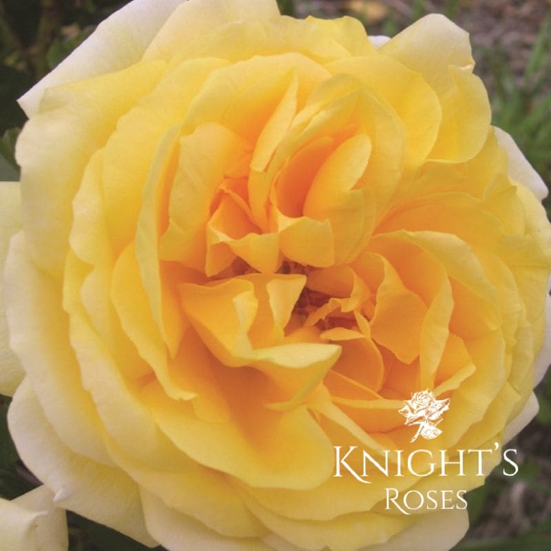 Michelangelo - BUY THIS ROSE ONLINE - Knight's Roses Australia