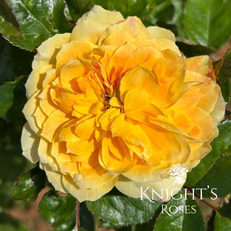 Outback Angel™ - BUY THIS ROSE ONLINE - Knight's Roses Australia