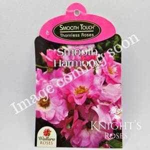 Thornless Roses | Knights Roses Australia - Buy A Rose Bush Online