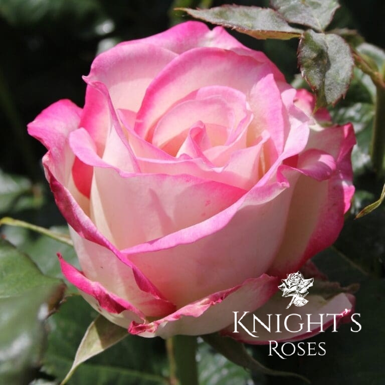 Buy Roses Online |100's of Bagged or Potted | Knight's Roses Australia
