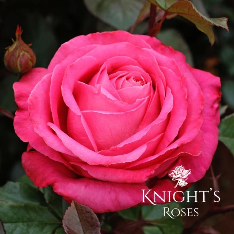 Unconventional Lady - BUY THIS ROSE ONLINE - Knight's Roses Australia