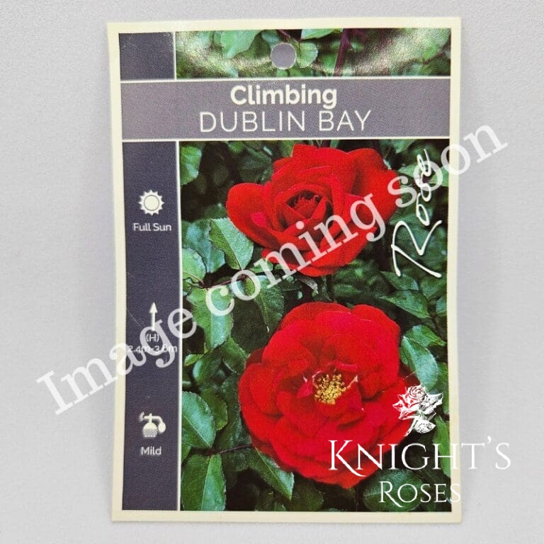 Dublin Bay-Climbing - BUY THIS ROSE ONLINE - Knight's Roses Australia