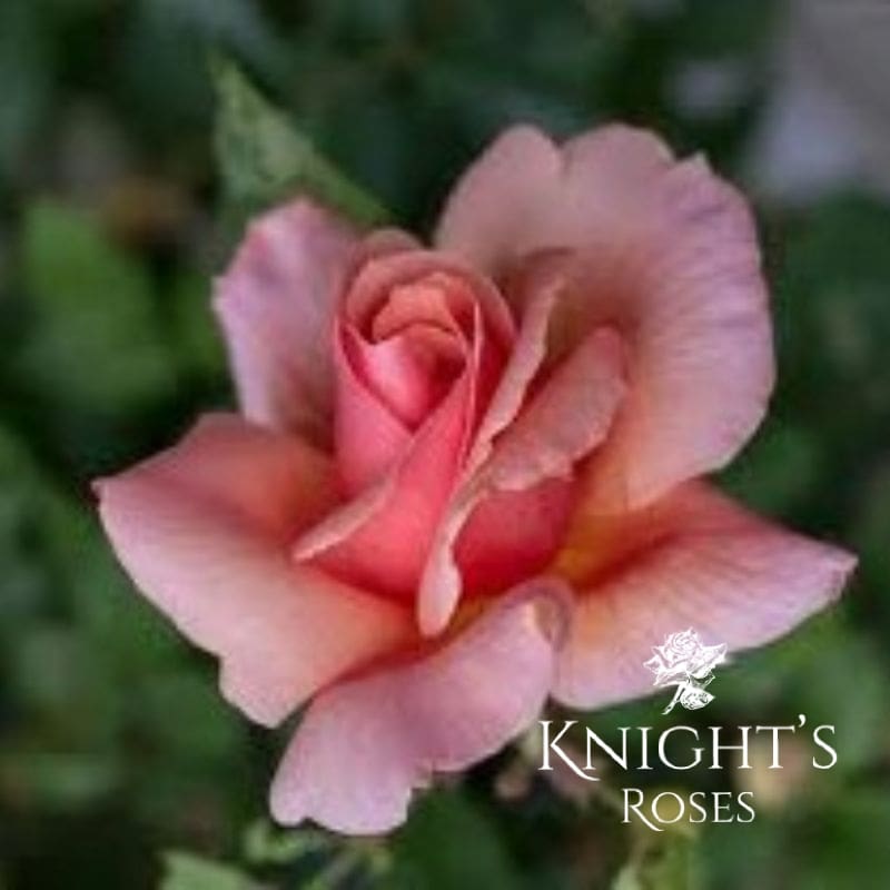 Flamingo - BUY THIS ROSE ONLINE - Knight's Roses Australia