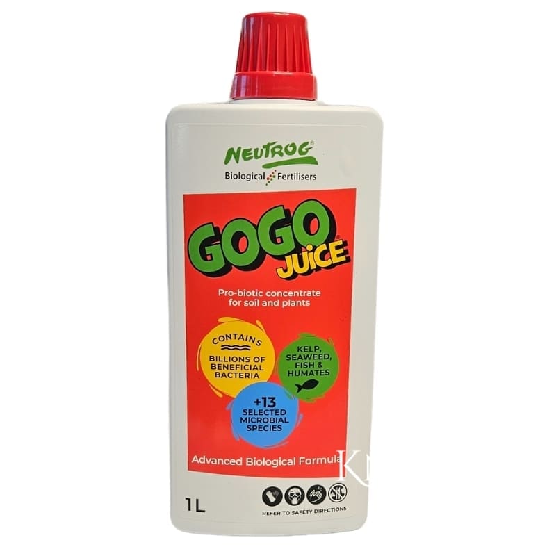 GO GO Juice 1L Concentrate - BUY THIS ROSE ONLINE - Knight's Roses ...