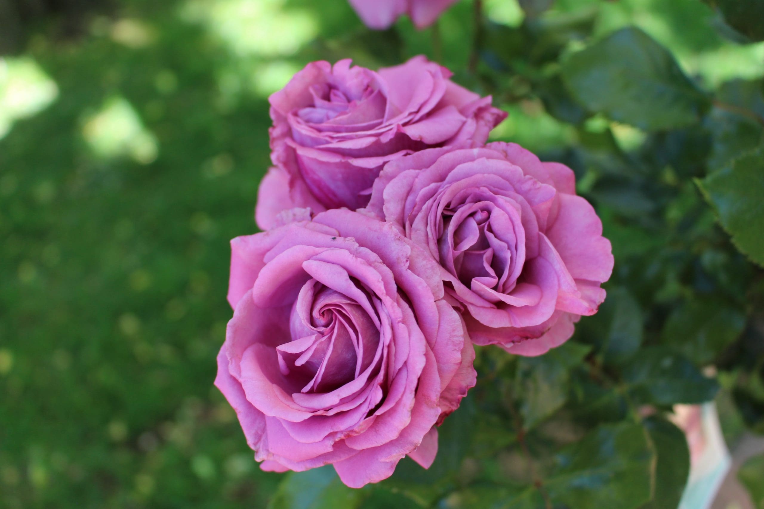 Love Potion - BUY THIS ROSE ONLINE - Knight's Roses Australia