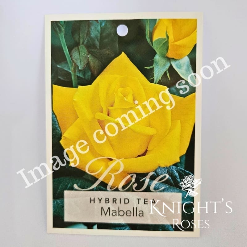 Mabella - BUY THIS ROSE ONLINE - Knight's Roses Australia