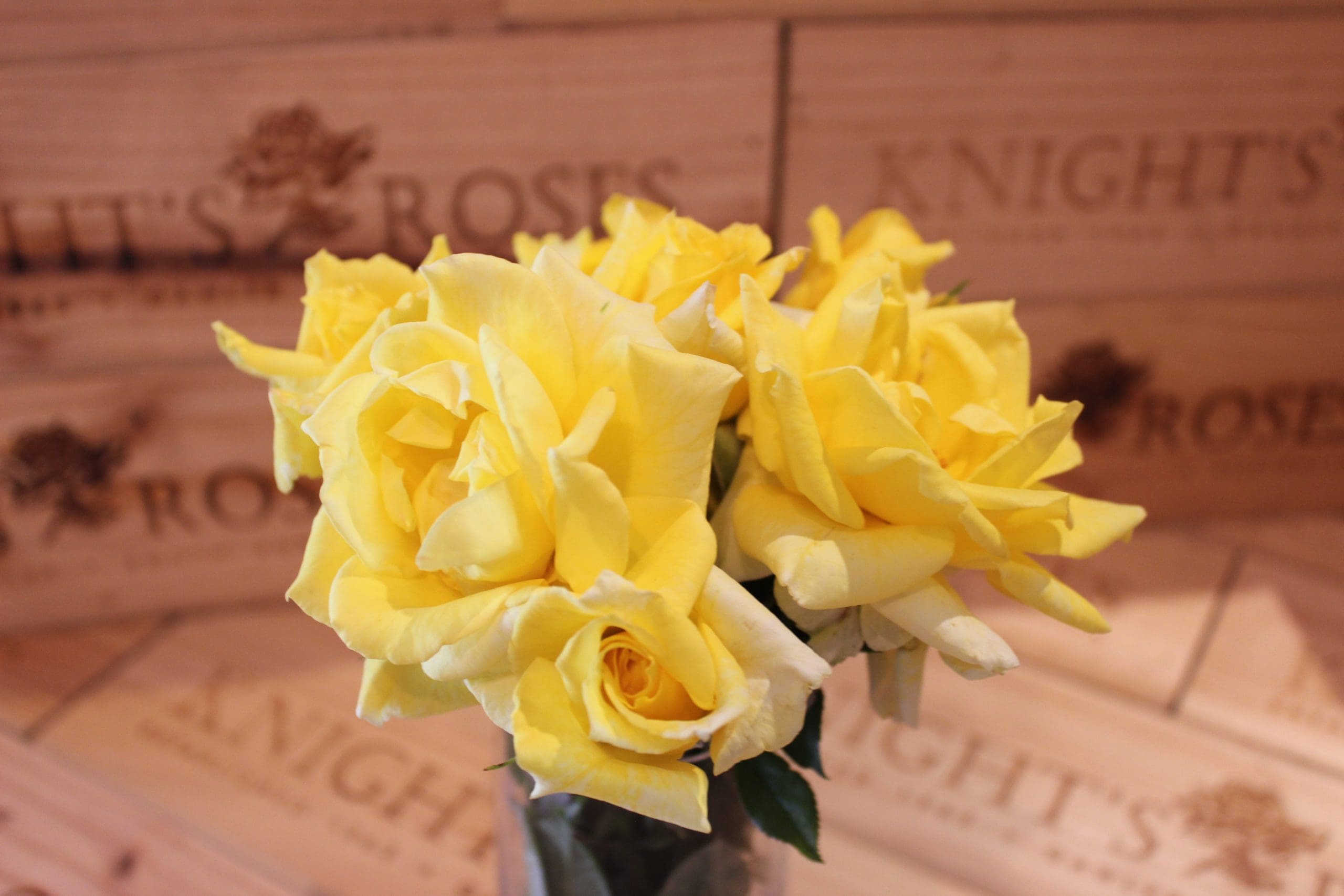 Mabella - BUY THIS ROSE ONLINE - Knight's Roses Australia