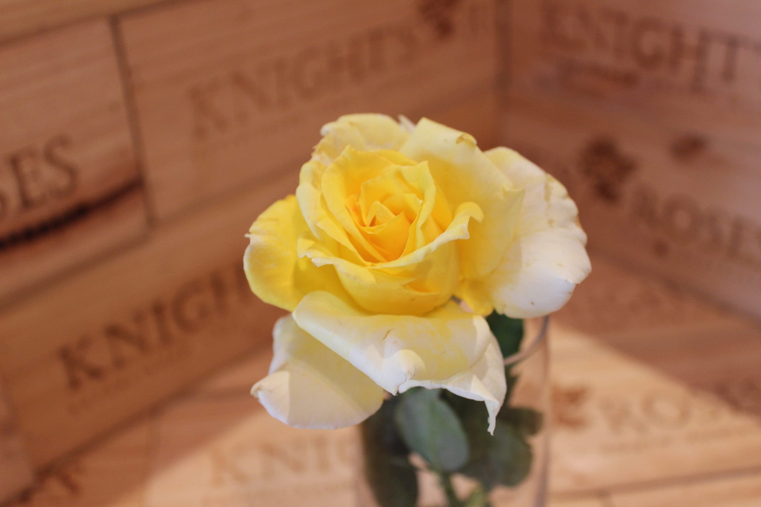Mabella - BUY THIS ROSE ONLINE - Knight's Roses Australia