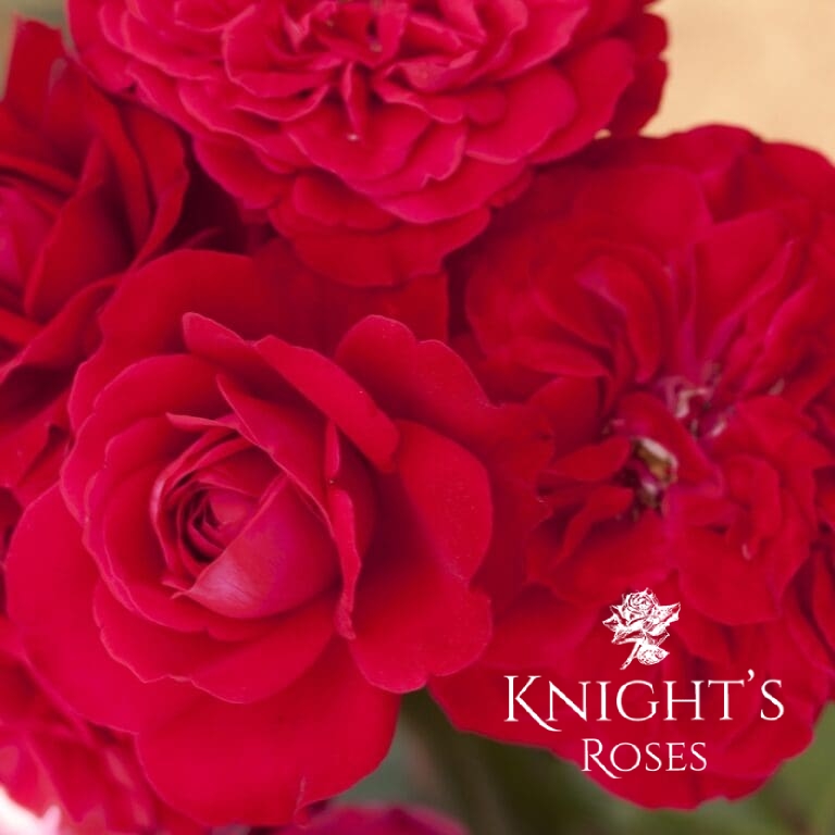 Buy Roses Online |100's of Bagged or Potted | Knight's Roses Australia