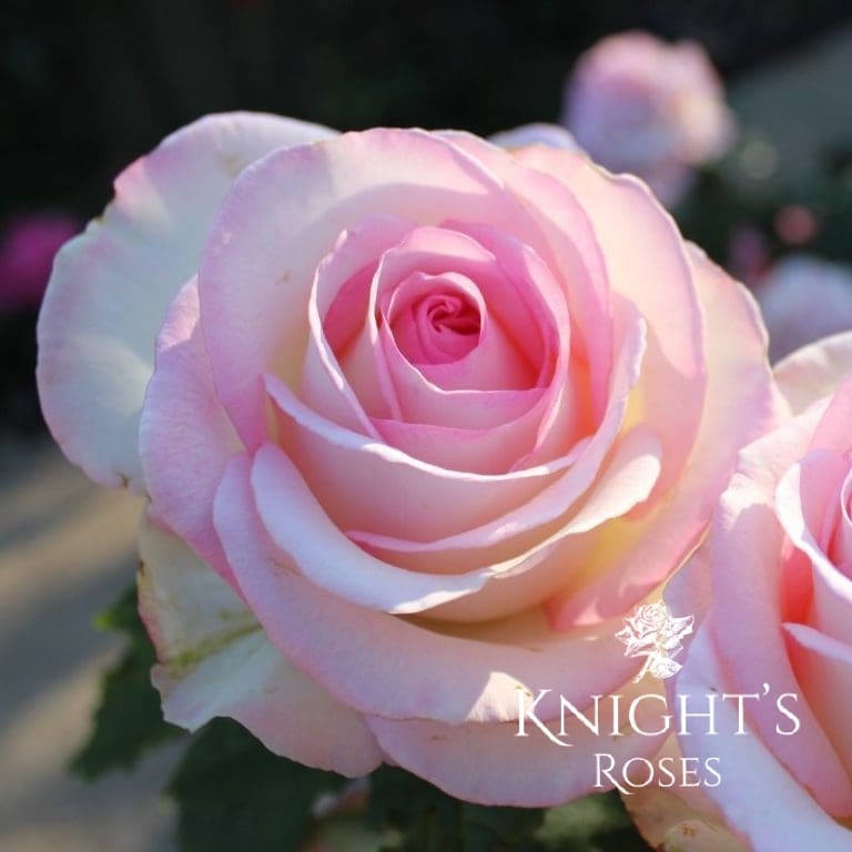 Buy Roses Online |100's of Bagged or Potted | Knight's Roses Australia
