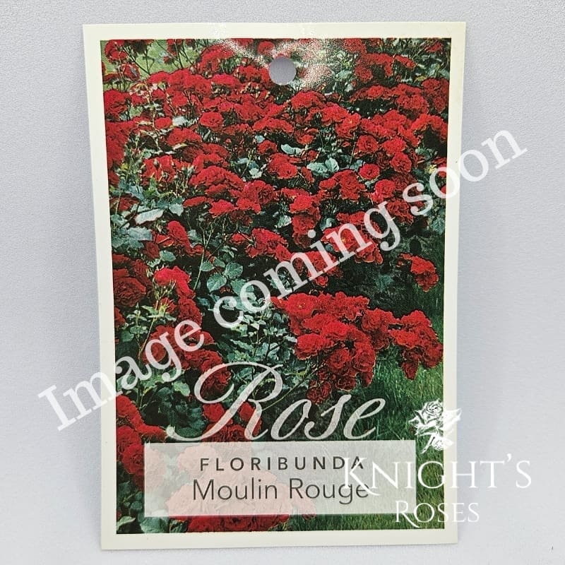 Moulin Rouge - BUY THIS ROSE ONLINE - Knight's Roses Australia