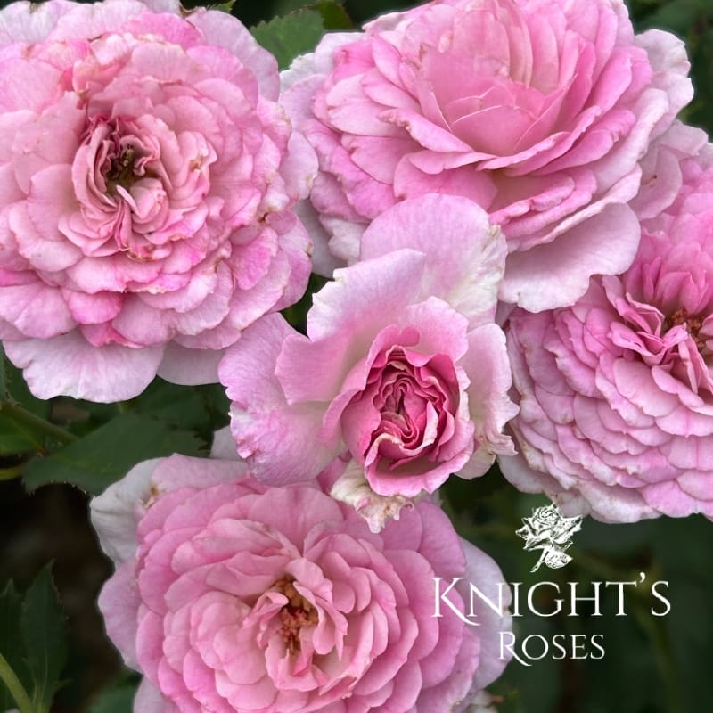 Perfume Perfection - BUY THIS ROSE ONLINE - Knight's Roses Australia