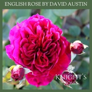 Prospero - BUY THIS ROSE ONLINE - Knight's Roses Australia