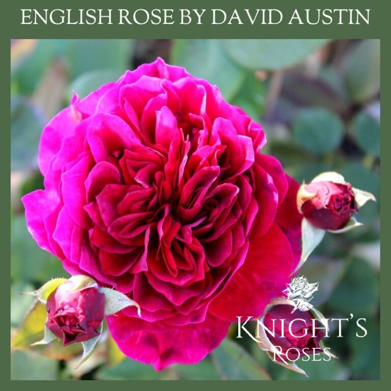 Prospero - BUY THIS ROSE ONLINE - Knight's Roses Australia