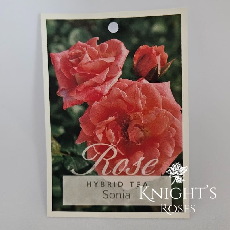 Sonia - BUY THIS ROSE ONLINE - Knight's Roses Australia
