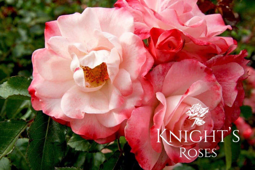 Triple Treat - BUY THIS ROSE ONLINE - Knight's Roses Australia