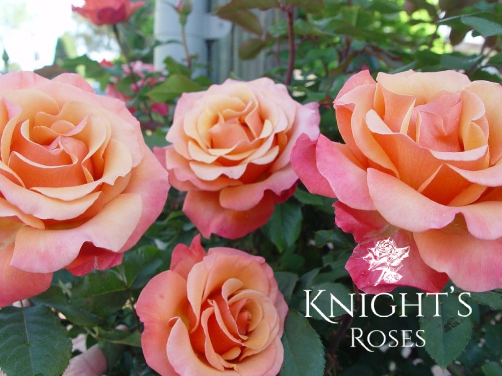 Tuscan Sun - BUY THIS ROSE ONLINE - Knight's Roses Australia