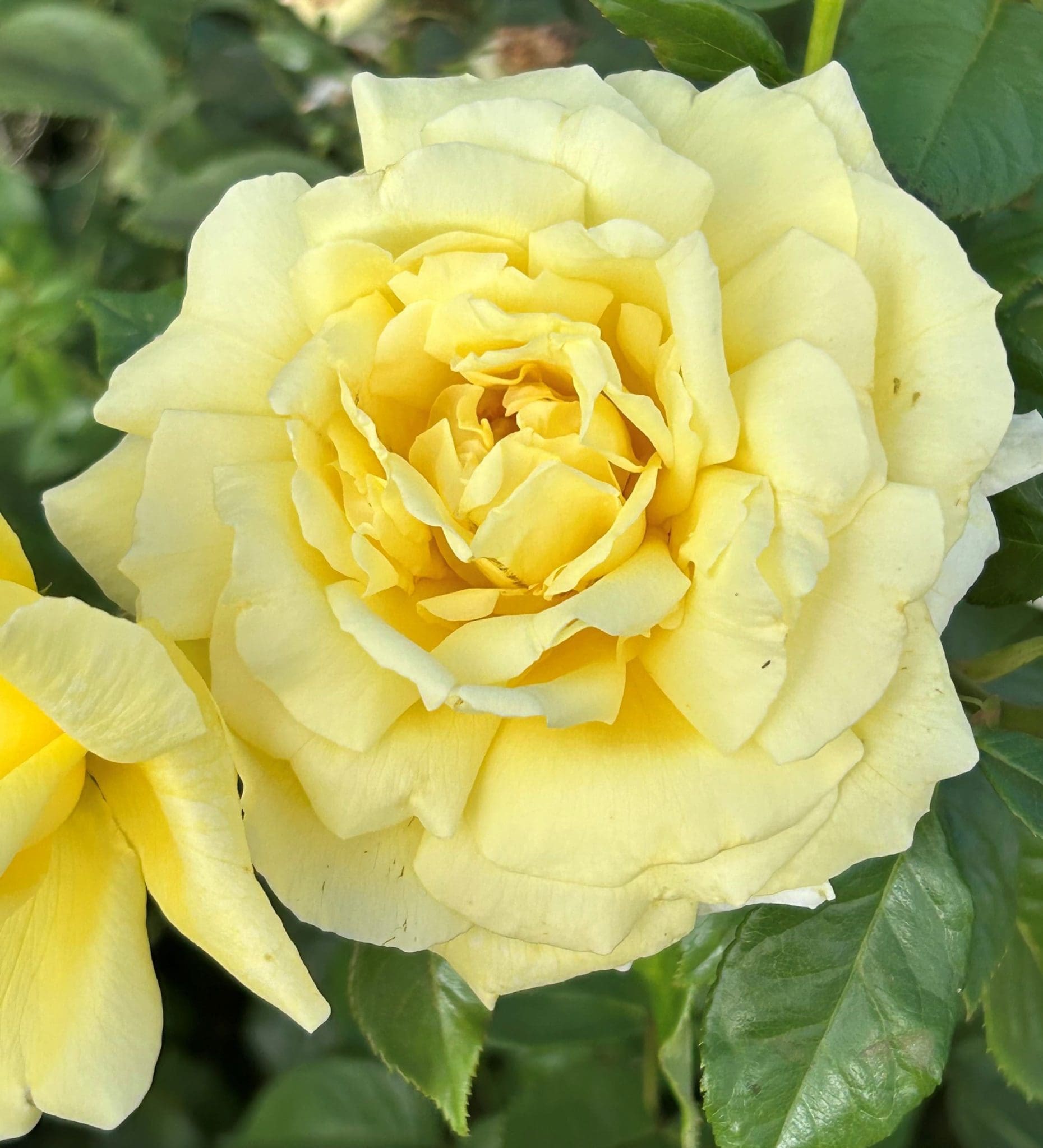 Sacred Heart - BUY THIS ROSE ONLINE - Knight's Roses Australia