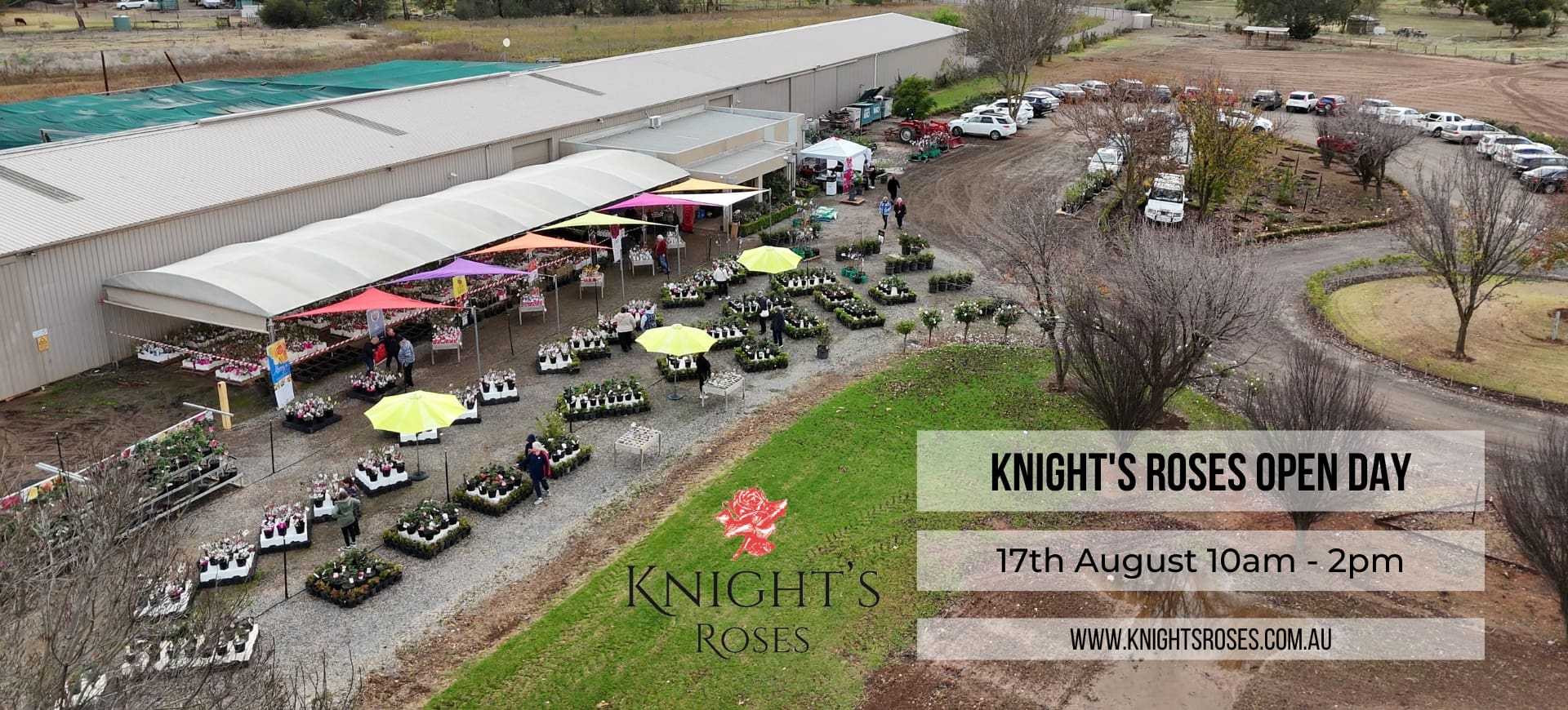Buy Roses Online |100's of Bagged or Potted | Knight's Roses Australia