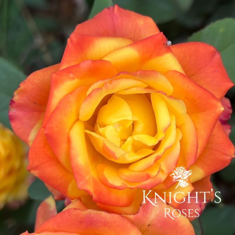 Magma - BUY THIS ROSE ONLINE - Knight's Roses Australia