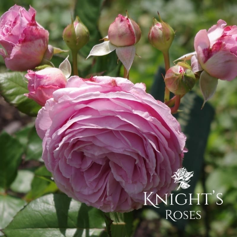 Summer Romance - BUY THIS ROSE ONLINE - Knight's Roses Australia