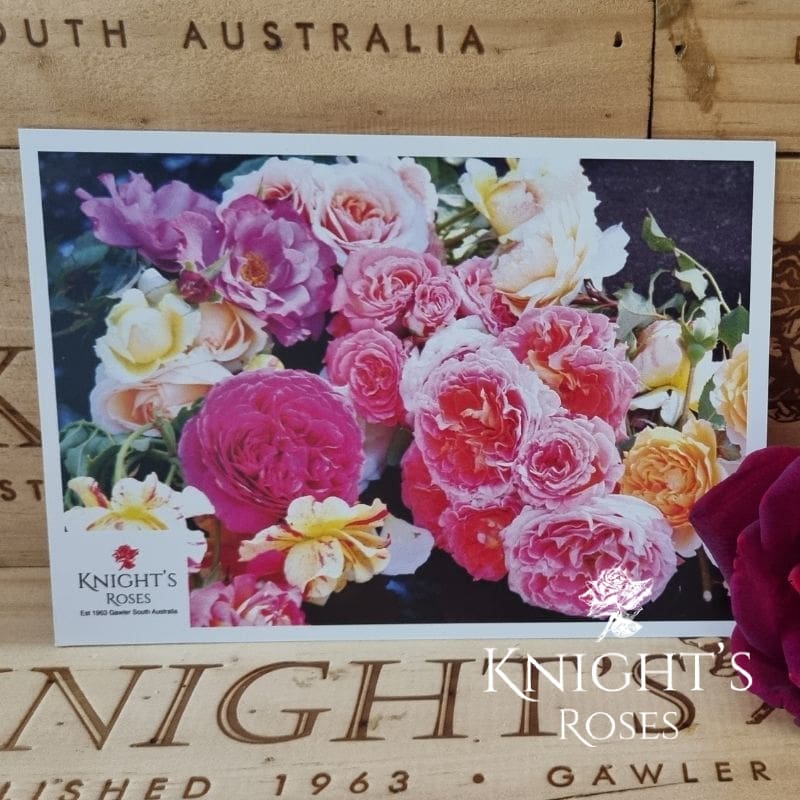 Postcard - BUY THIS ROSE ONLINE - Knight's Roses Australia