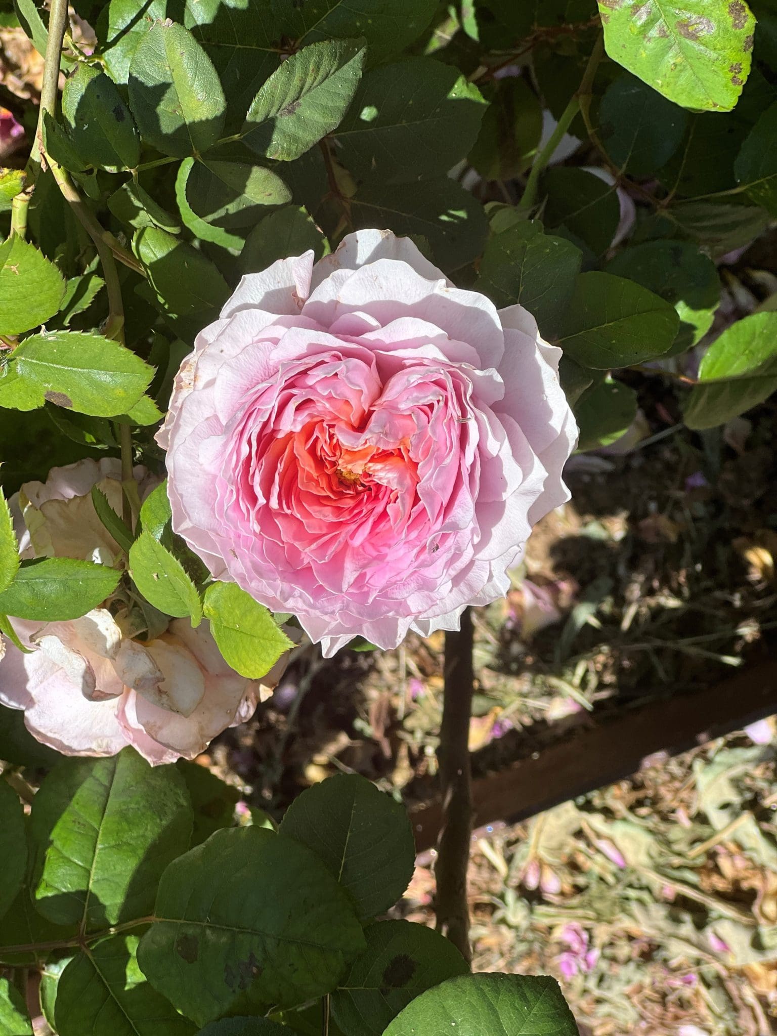 Eisvogel - BUY THIS ROSE ONLINE - Knight's Roses Australia