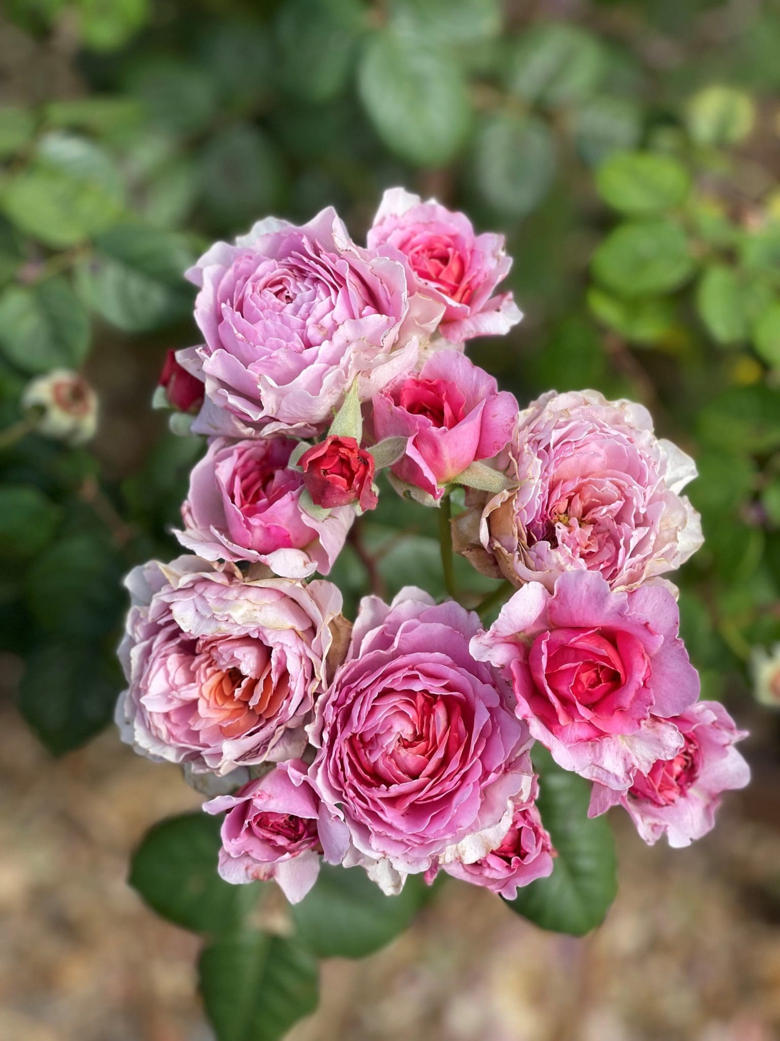Eisvogel - BUY THIS ROSE ONLINE - Knight's Roses Australia