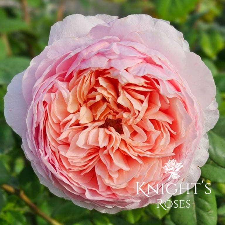 Eisvogel - BUY THIS ROSE ONLINE - Knight's Roses Australia