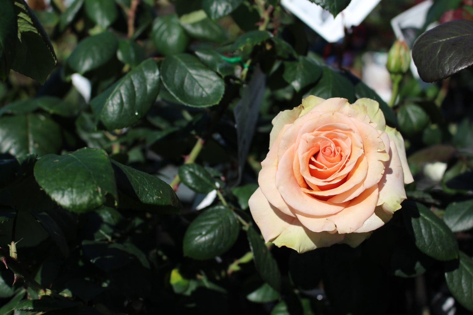 Marilyn Monroe - BUY THIS ROSE ONLINE - Knight's Roses Australia