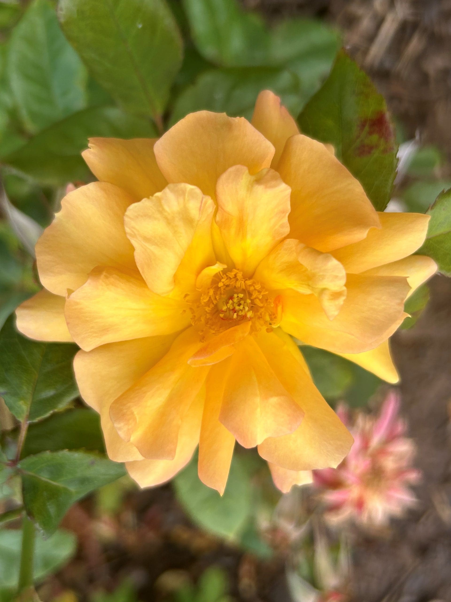Our Golden Anniversary - BUY THIS ROSE ONLINE - Knight's Roses Australia