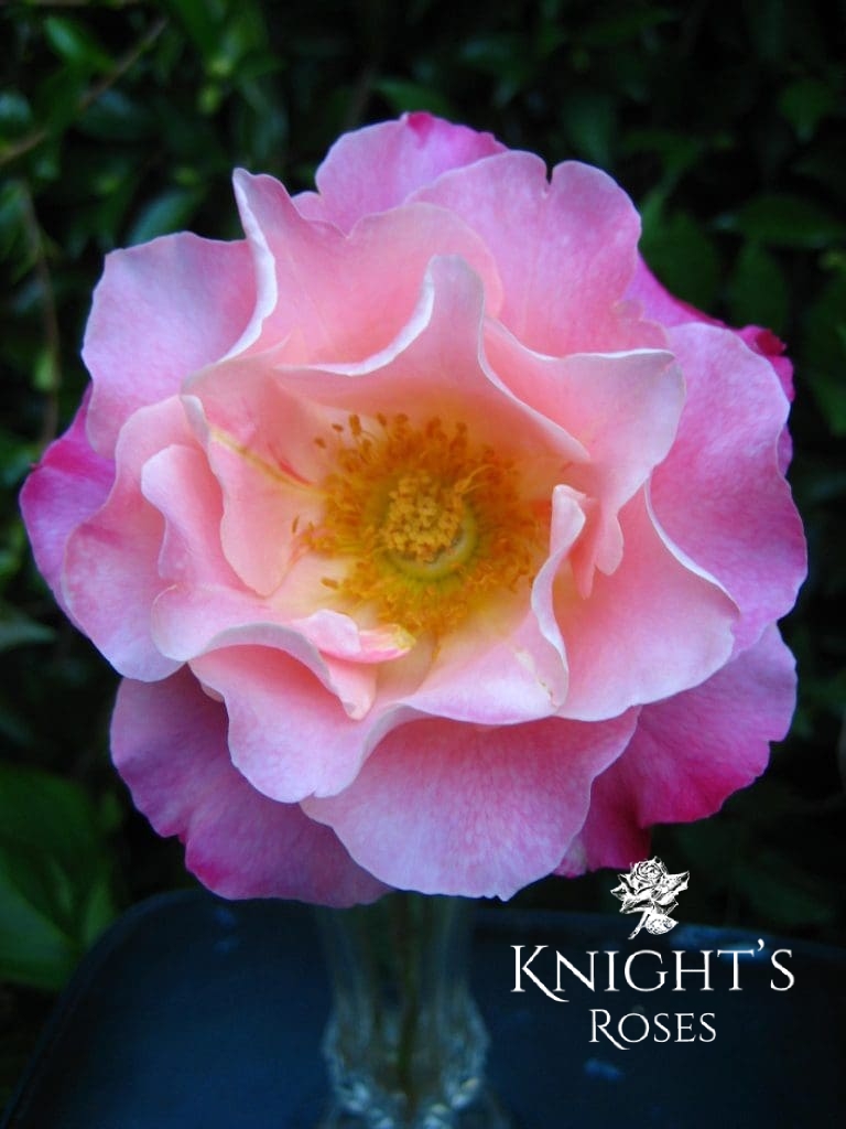Smooth Nonna's Love - BUY THIS ROSE ONLINE - Knight's Roses Australia