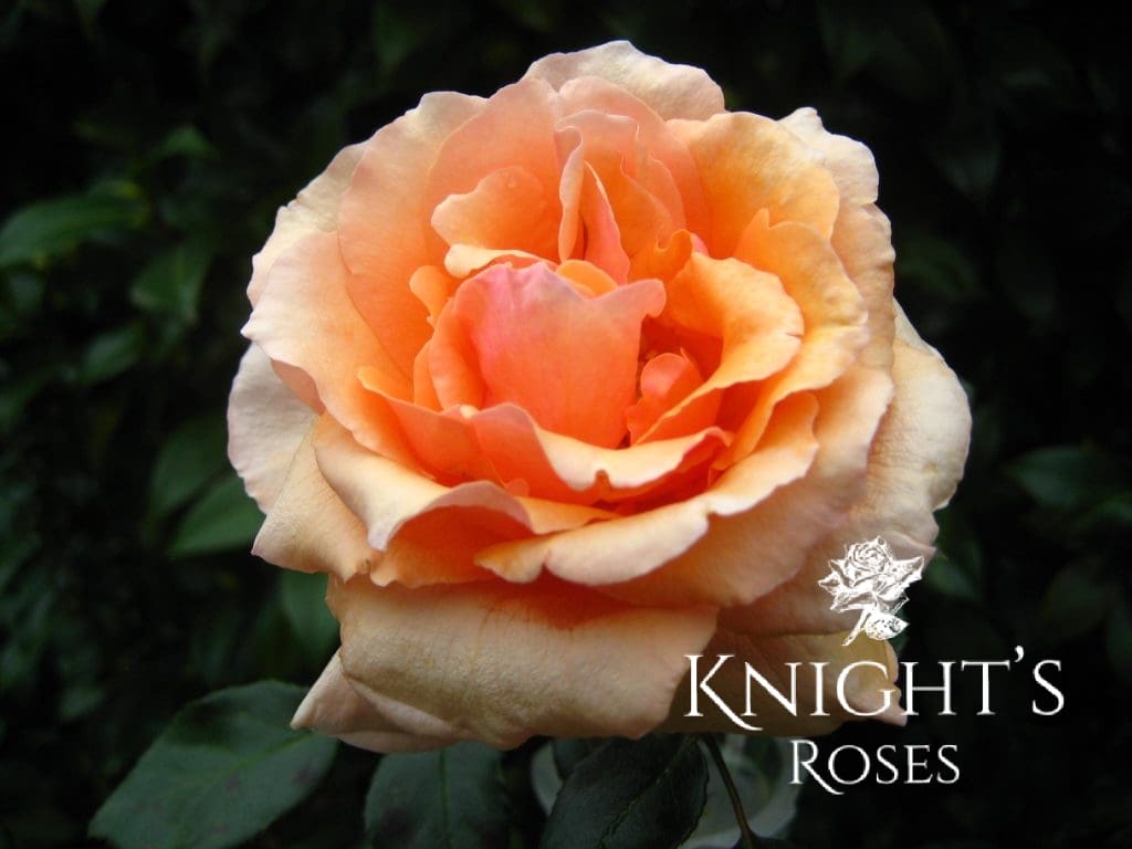 Smooth Shining Spirit - BUY THIS ROSE ONLINE - Knight's Roses Australia