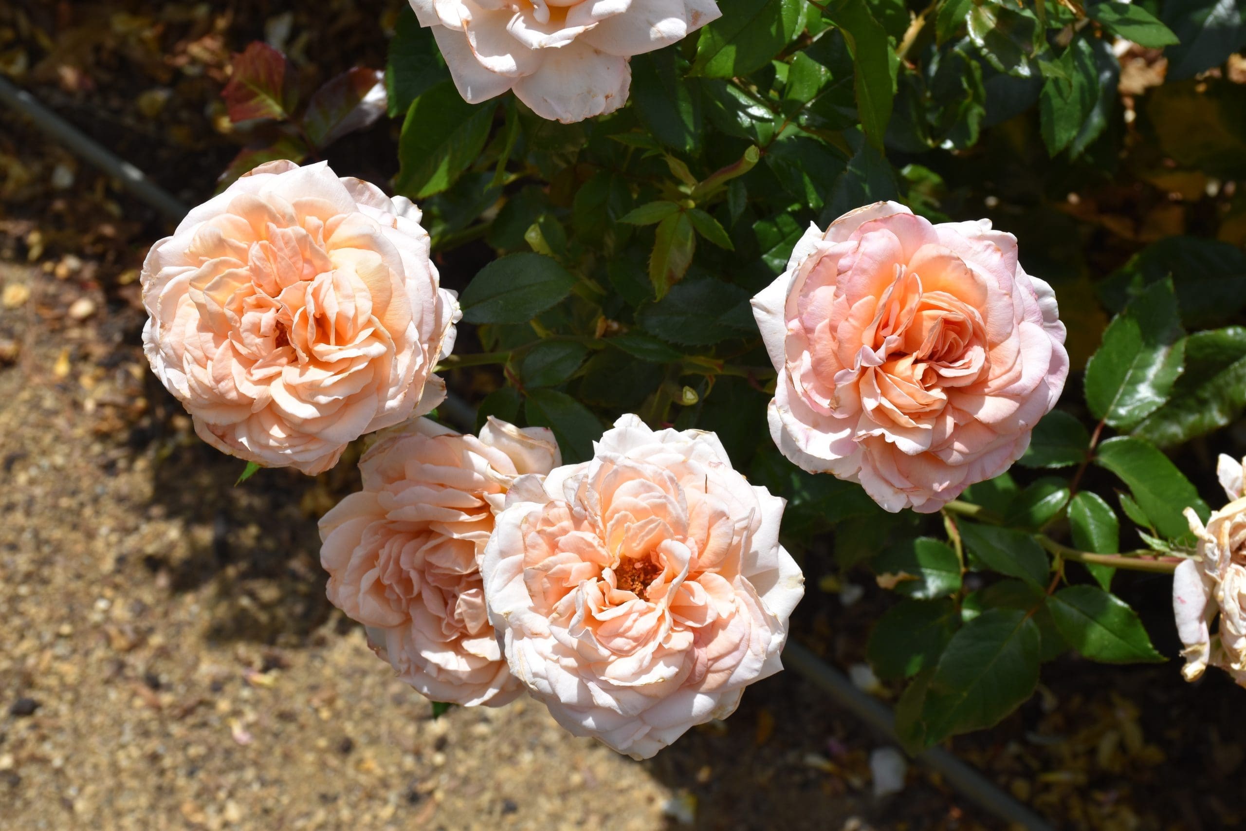 Spicy Parfuma - BUY THIS ROSE ONLINE - Knight's Roses Australia