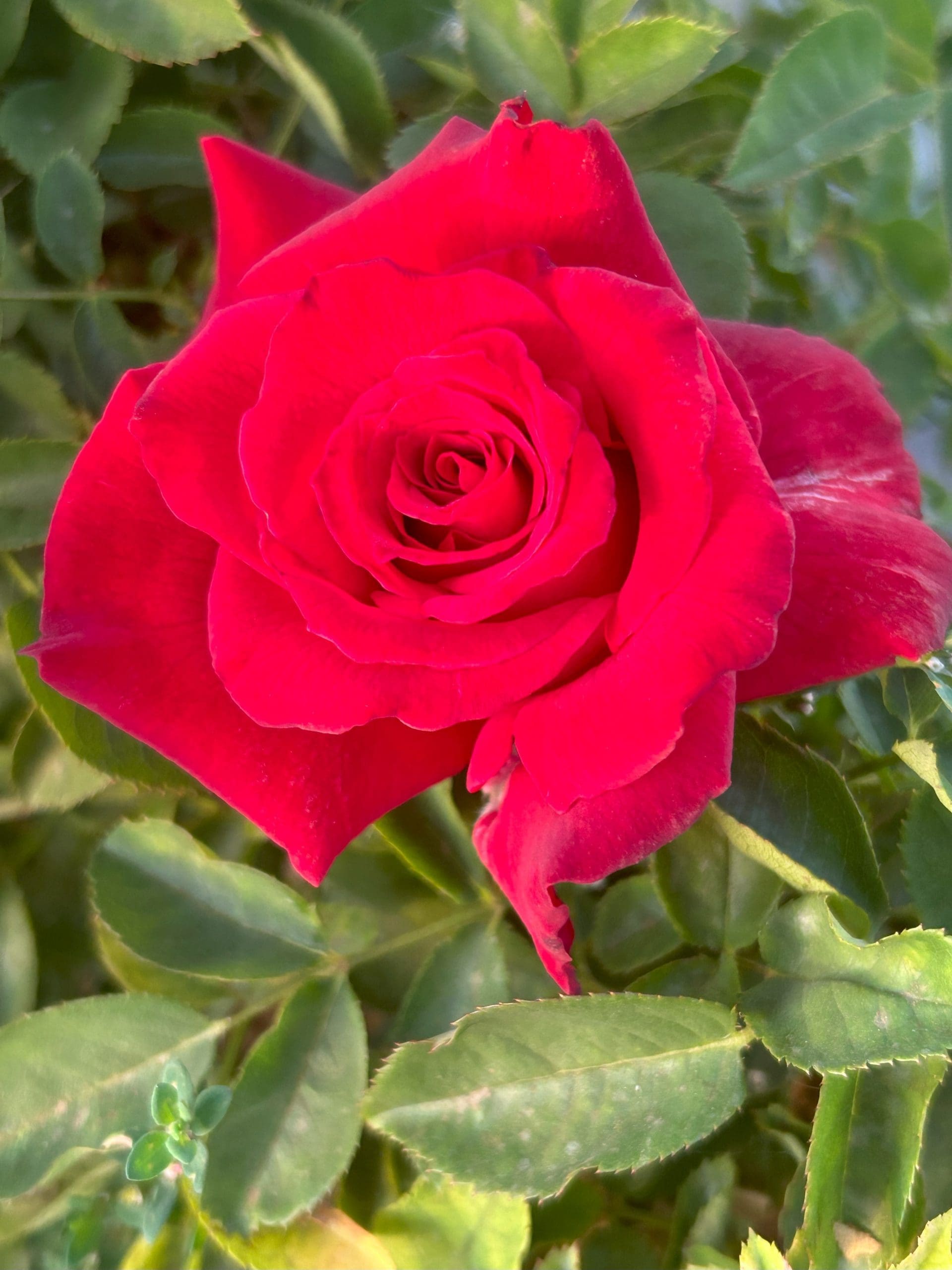 Samantha - BUY THIS ROSE ONLINE - Knight's Roses Australia