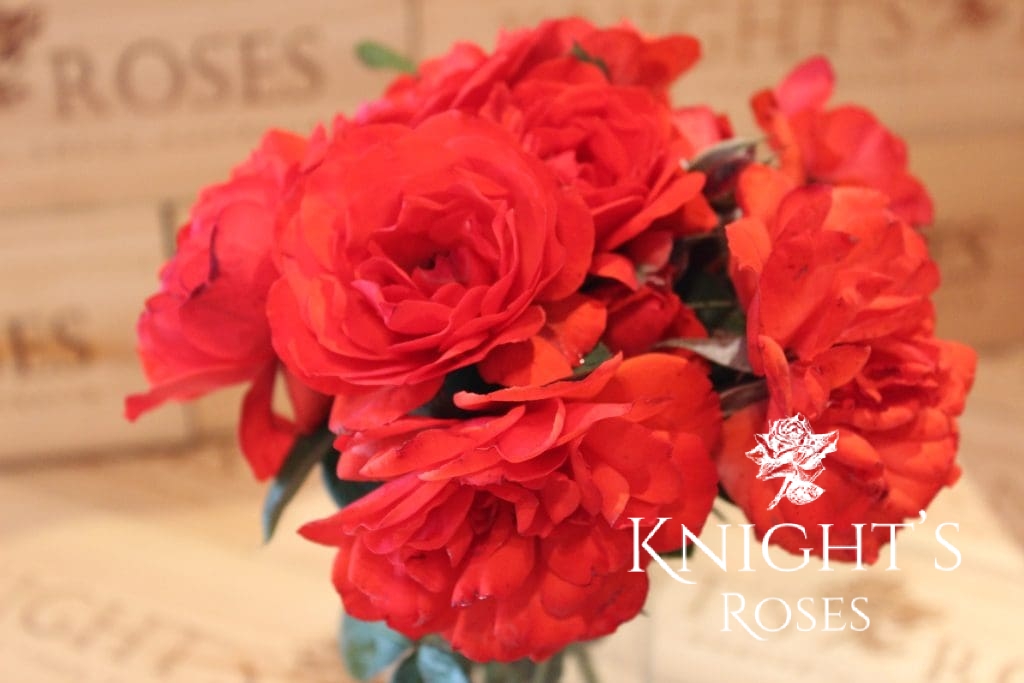 Warrior - BUY THIS ROSE ONLINE - Knight's Roses Australia