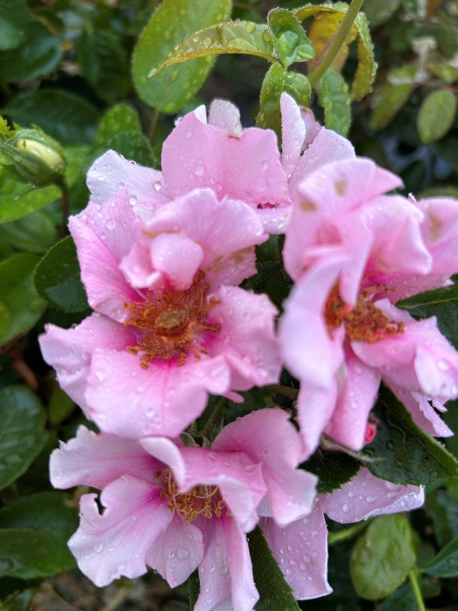SEE YOU® In Pink - BUY THIS ROSE ONLINE - Knight's Roses Australia