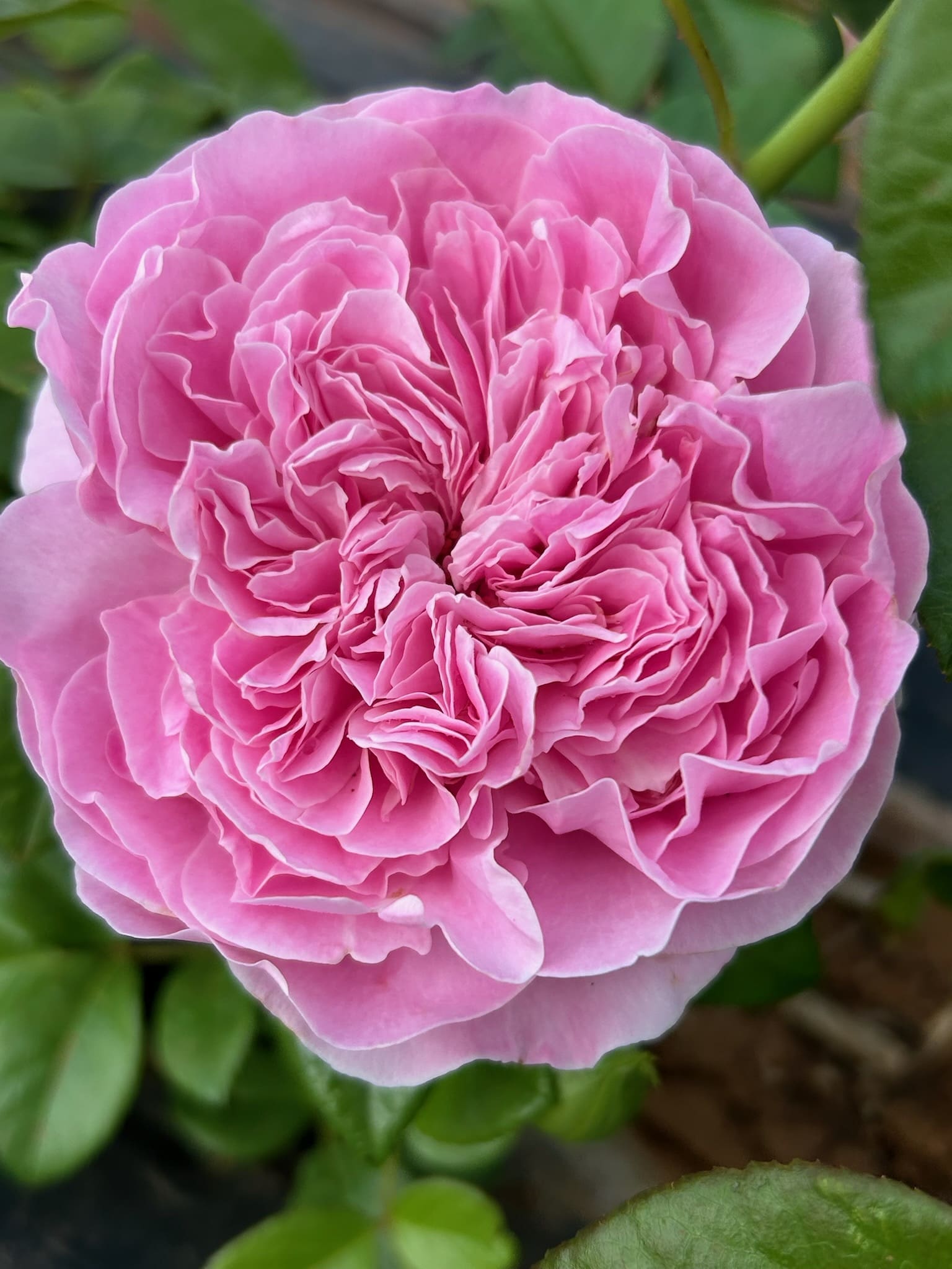 Only You - BUY THIS ROSE ONLINE - Knight's Roses Australia