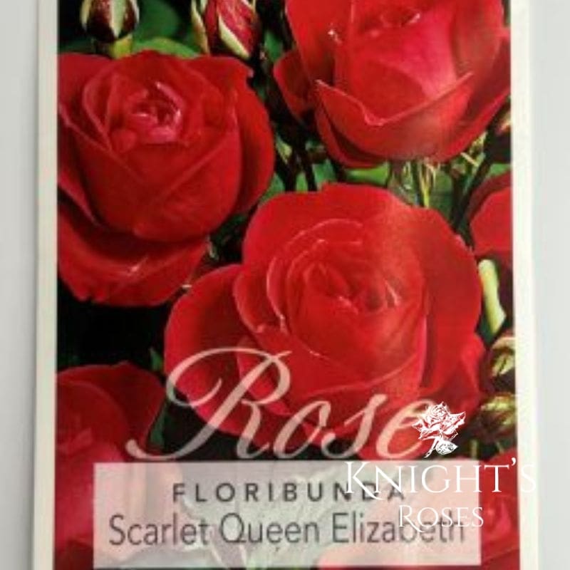 Scarlet Queen Elizabeth - BUY THIS ROSE ONLINE - Knight's Roses Australia