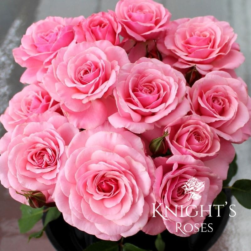 Sexy Rexy - BUY THIS ROSE ONLINE - Knight's Roses Australia