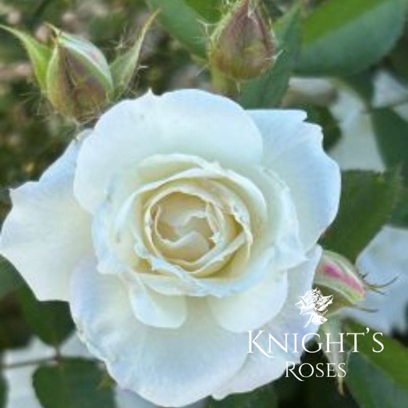Baby Iceberg - BUY THIS ROSE ONLINE - Knight's Roses Australia