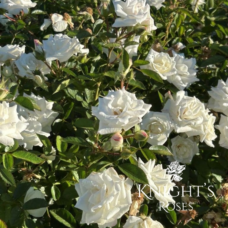 Baby Snow White - BUY THIS ROSE ONLINE - Knight's Roses Australia