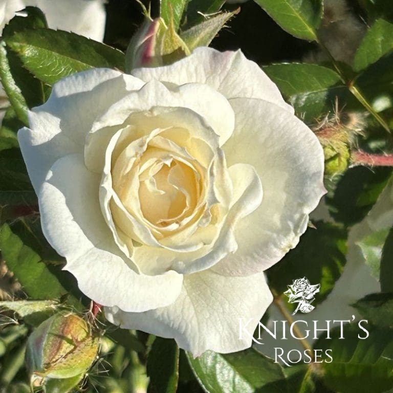 White Roses | Knights Roses Australia - Buy A Rose Bush Online
