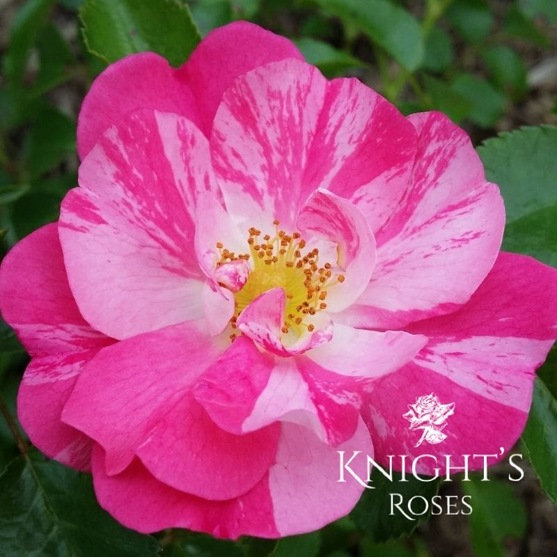 Flower Carpet Pink Splash - BUY THIS ROSE ONLINE - Knight's Roses Australia