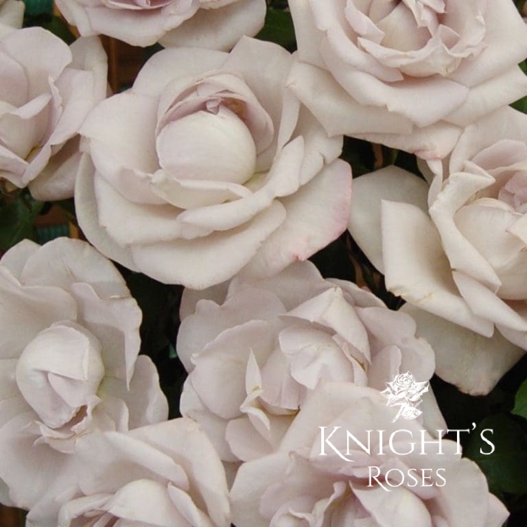 Stainless Steel - BUY THIS ROSE ONLINE - Knight's Roses Australia