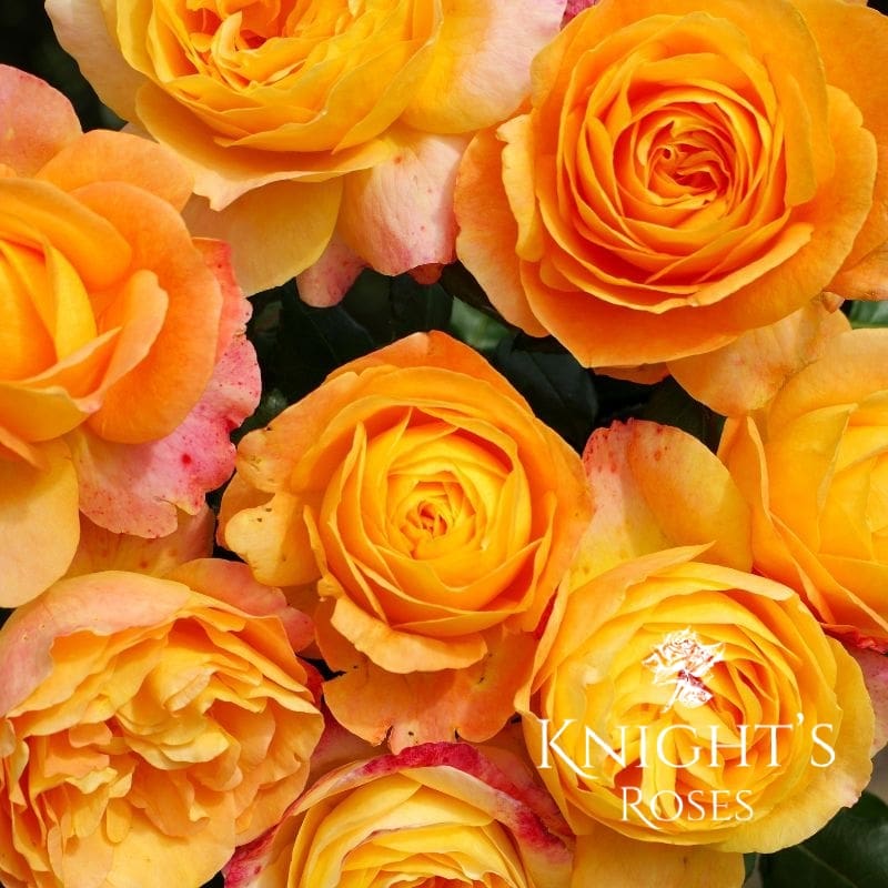 My Yellow - BUY THIS ROSE ONLINE - Knight's Roses Australia