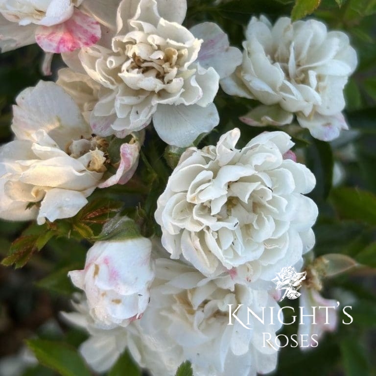 White Roses | Knights Roses Australia - Buy A Rose Bush Online