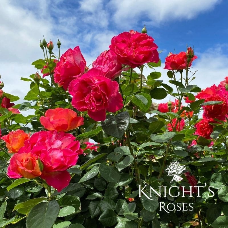 La Jago - BUY THIS ROSE ONLINE - Knight's Roses Australia