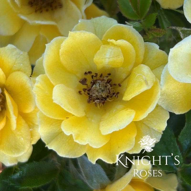 Lucciola - BUY THIS ROSE ONLINE - Knight's Roses Australia
